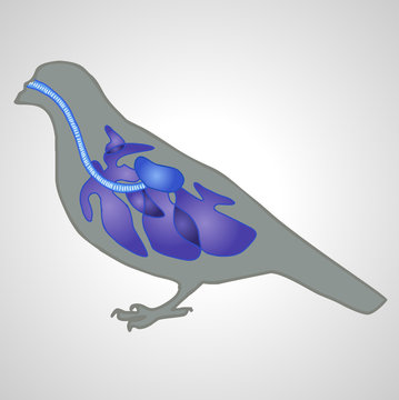 รูปภาพCloaca – เลือกดูภาพถ่ายสต็อก เวกเตอร์ และวิดีโอ723 | Adobe Stock