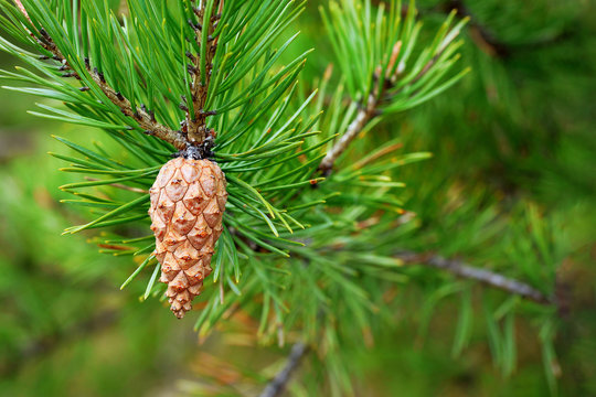 รูปภาพPinetree – เลือกดูภาพถ่ายสต็อก เวกเตอร์ และวิดีโอ7,481 | Adobe Stock