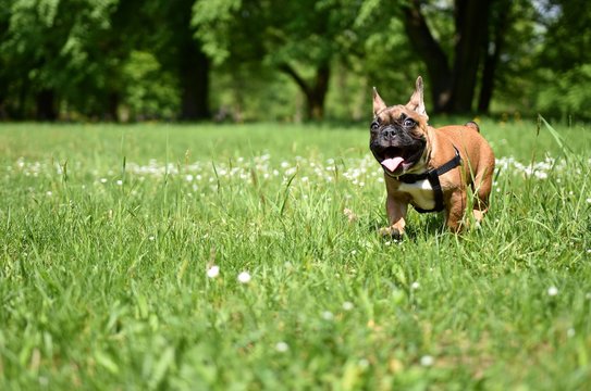 "Baca Bilder – Durchsuchen 1,981 Archivfotos, Vektorgrafiken und Videos ...