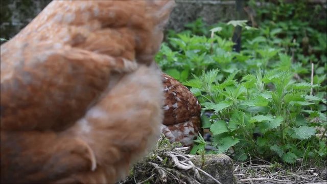「Hybrid-Huhn」の写真素材 | 145件の無料イラスト画像 | Adobe Stock
