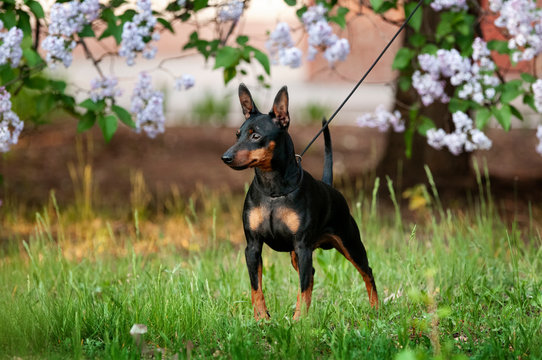 รูปภาพPincher – เลือกดูภาพถ่ายสต็อก เวกเตอร์ และวิดีโอ297,087 | Adobe Stock