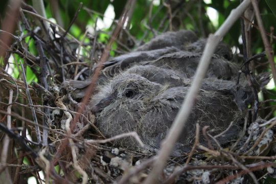 Taubenbabys Bilder – Durchsuchen 11,563 Archivfotos, Vektorgrafiken und ...