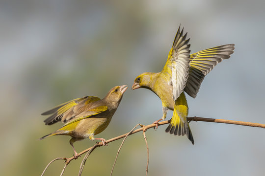 Yellow Finches Flying