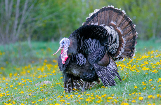 Tom-Turkey Images – Browse 158 Stock Photos, Vectors, and Video | Adobe ...