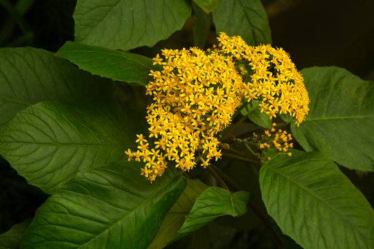 Syn Bilder – Durchsuchen 4,458 Archivfotos, Vektorgrafiken und Videos ...