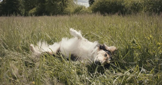 Dog Roll Over Images – Browse 20 Stock Photos, Vectors, and Video ...