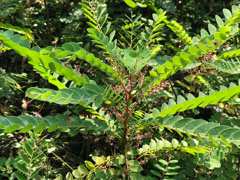 85 BEST Seed-Under-Leaf IMAGES, STOCK PHOTOS & VECTORS | Adobe Stock