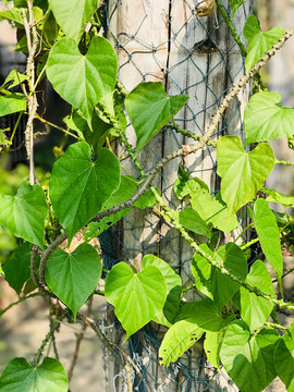 รูปภาพGiloe – เลือกดูภาพถ่ายสต็อก เวกเตอร์ และวิดีโอ552 | Adobe Stock