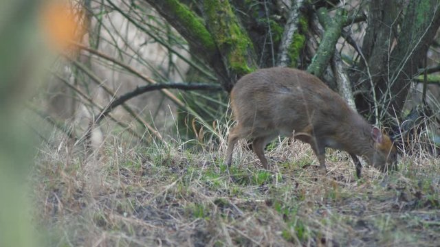 "Muntjac Deer" Images – Browse 2,205 Stock Photos, Vectors, and Video ...