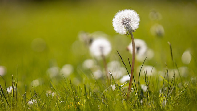 Pusteblumenwiese Bilder – Durchsuchen 7,746 Archivfotos, Vektorgrafiken ...