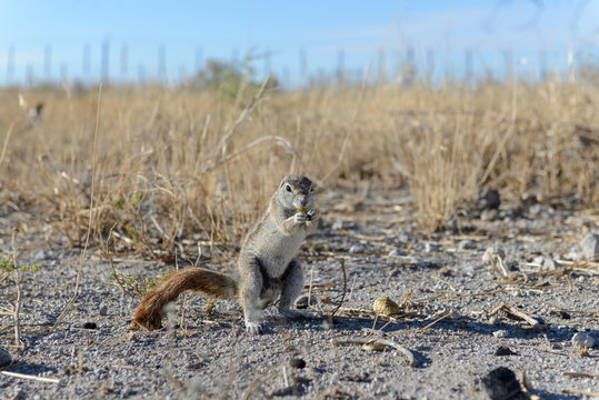 「Xerus」の画像 - 1,418 件の Stock 写真、ベクターおよびビデオ | Adobe Stock