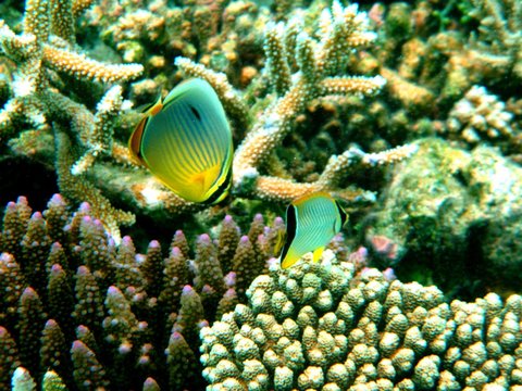 Hochsee-Fischerei Bilder – Durchsuchen 26,843 Archivfotos ...