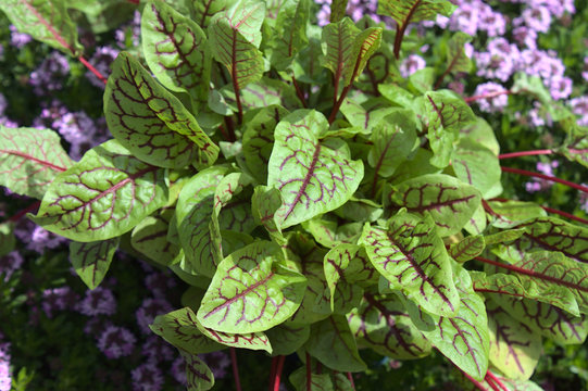 รูปภาพBlutampfer – เลือกดูภาพถ่ายสต็อก เวกเตอร์ และวิดีโอ207 | Adobe Stock