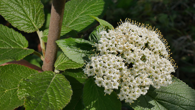 Imágenes de Cariaquito: descubre bancos de fotos, ilustraciones ...