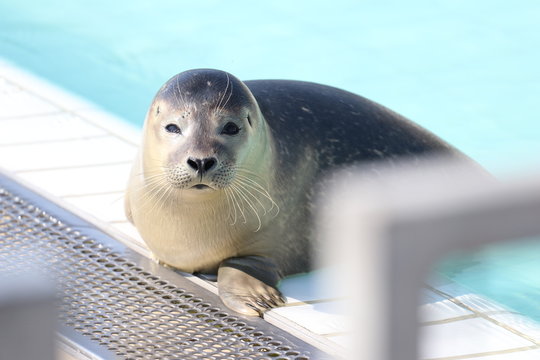 Heuler Bilder – Durchsuchen 603 Archivfotos, Vektorgrafiken und Videos ...