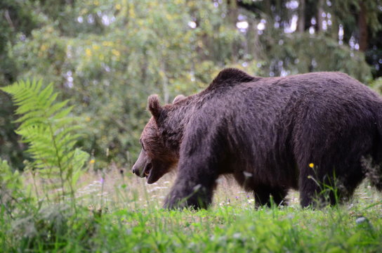 Radura Images – Parcourir 654 le catalogue de photos, vecteurs et ...