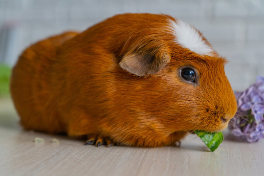 "Cavia Porcellus" Images – Browse 2,020 Stock Photos, Vectors, and ...