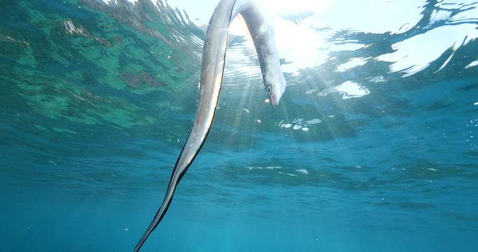 Congre Bilder – Durchsuchen 239 Archivfotos, Vektorgrafiken und Videos ...