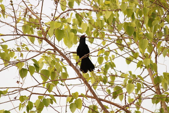 Koyal Images – Browse 35 Stock Photos, Vectors, and Video | Adobe Stock