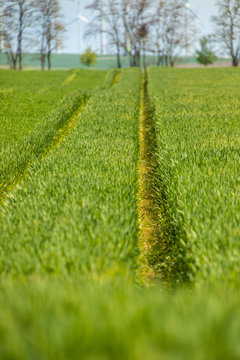 Wintergerste bilder – Bläddra bland 402 stockfoton, vektorer och videor ...