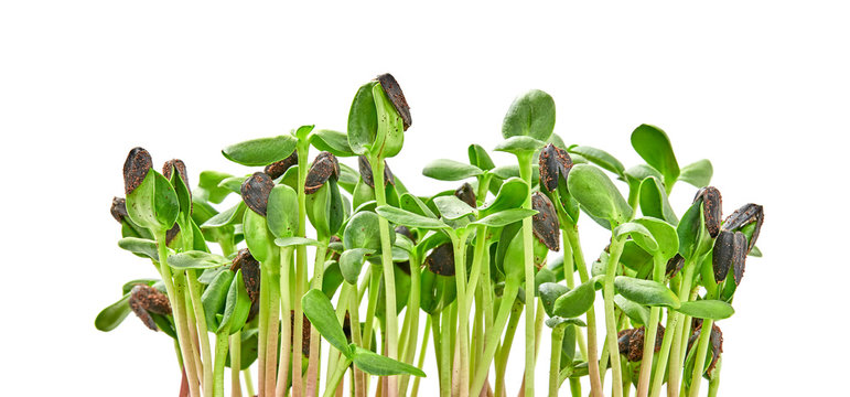 "Green Shoots" Images – Browse 26 Stock Photos, Vectors, and Video ...