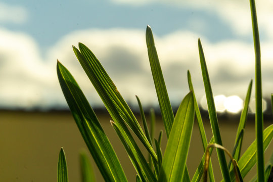 Embun Images – Browse 30 Stock Photos, Vectors, and Video | Adobe Stock