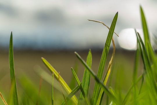 Embun Images – Browse 30 Stock Photos, Vectors, and Video | Adobe Stock