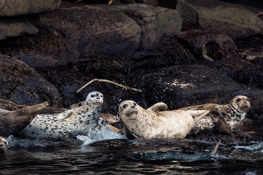 Robben-Baby Images – Browse 26 Stock Photos, Vectors, and Video | Adobe ...