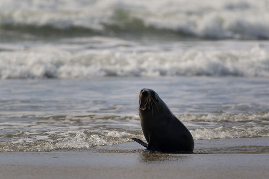 Robben-Baby Images – Browse 26 Stock Photos, Vectors, and Video | Adobe ...