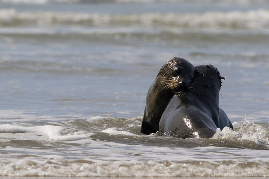 Robben-Baby Images – Browse 26 Stock Photos, Vectors, and Video | Adobe ...