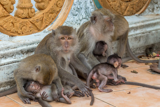 Javaneraffen Bilder – Durchsuchen 657 Archivfotos, Vektorgrafiken und ...