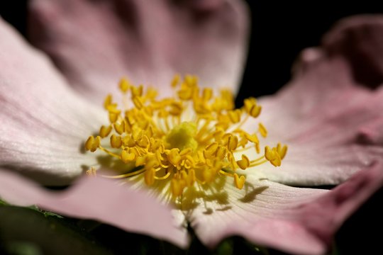 "Rosier Sauvage" Images – Parcourir 87 le catalogue de photos, vecteurs ...