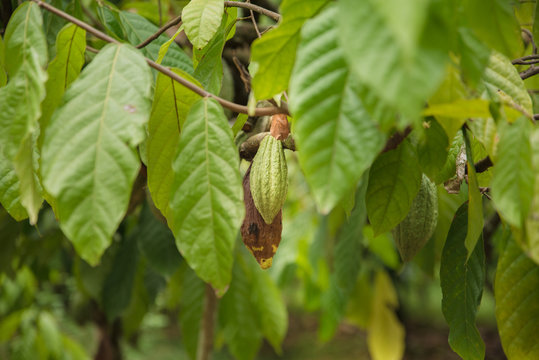 Cacaotier Images – Browse 48 Stock Photos, Vectors, and Video | Adobe Stock