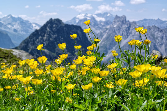 Bergblumen bilder – Bläddra bland 3,102 stockfoton, vektorer och videor | Adobe Stock