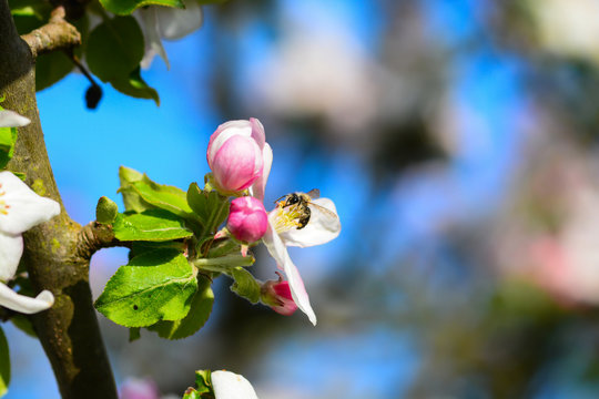 รูปภาพPommier – เลือกดูภาพถ่ายสต็อก เวกเตอร์ และวิดีโอ4,860 | Adobe Stock