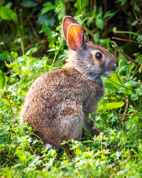 "Swamp Rabbit" Images – Browse 90 Stock Photos, Vectors, and Video ...