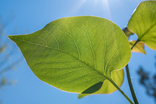 รูปภาพBlattnerven – เลือกดูภาพถ่ายสต็อก เวกเตอร์ และวิดีโอ161 | Adobe Stock
