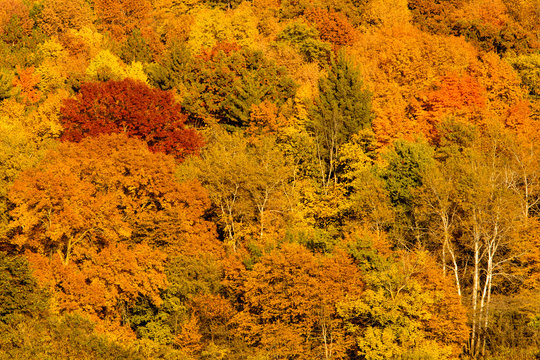 Eschenbaum Bilder – Durchsuchen 79,191 Archivfotos, Vektorgrafiken und ...