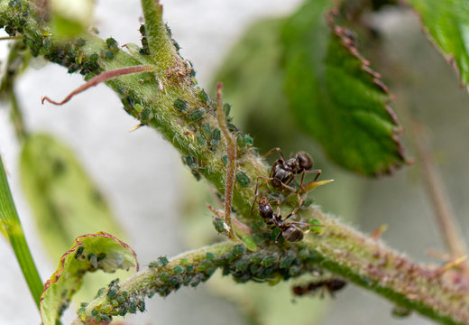 รูปภาพPuceron – เลือกดูภาพถ่ายสต็อก เวกเตอร์ และวิดีโอ378 | Adobe Stock