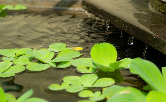 "Water Cabbage" Images – Browse 1,541 Stock Photos, Vectors, and Video ...