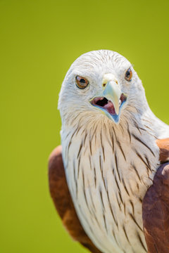 Hwak Images – Browse 23 Stock Photos, Vectors, and Video | Adobe Stock