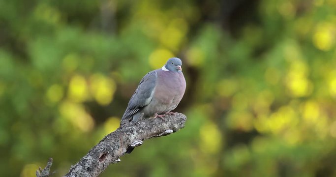 "Pigeon Ramier" Immagini - Sfoglia 260 foto, vettoriali e video Stock ...