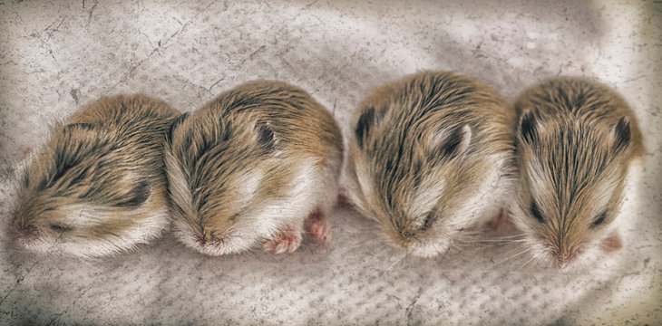 Adorable Robo Hamsters