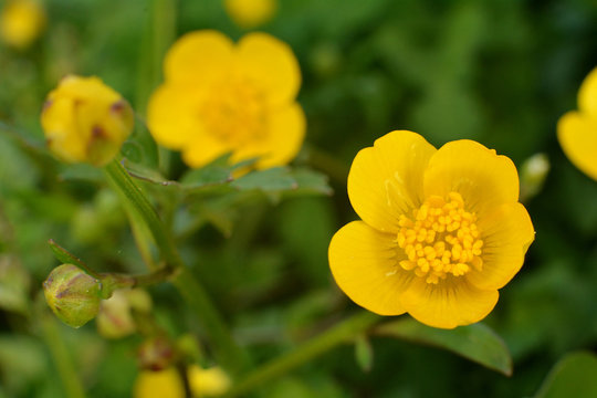 Jaskry Images – Browse 60 Stock Photos, Vectors, and Video | Adobe Stock