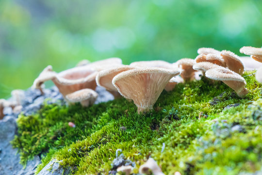 รูปภาพPanu – เลือกดูภาพถ่ายสต็อก เวกเตอร์ และวิดีโอ176 | Adobe Stock