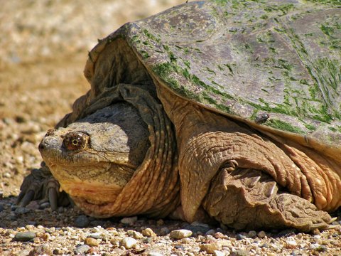 รูปภาพChelydridae – เลือกดูภาพถ่ายสต็อก เวกเตอร์ และวิดีโอ1,709 | Adobe ...