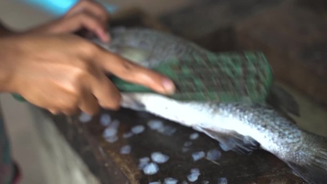 Evisceration bilder – Bläddra bland 356 stockfoton, vektorer och videor ...