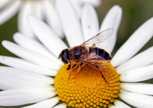 Pollinisateur 이미지 – 찾아보기 1,208 스톡 사진, 벡터 및 비디오 | Adobe Stock