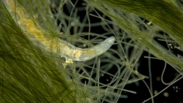 Tubificidae Imagens – Procure 50 fotos, vetores e vídeos | Adobe Stock