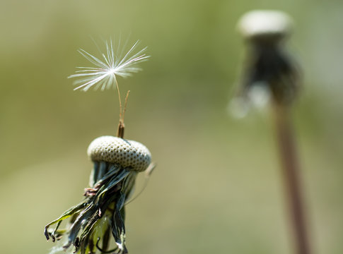 Löwenzahntee Bilder – Durchsuchen 303 Archivfotos, Vektorgrafiken und ...